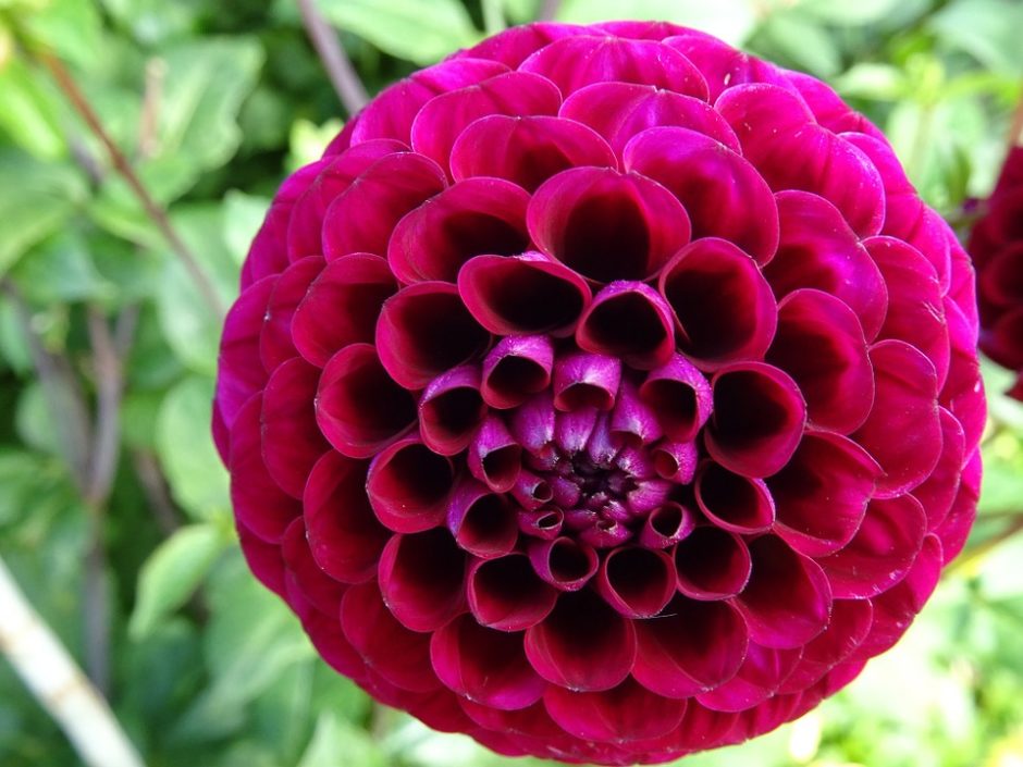 10 cosas sobre la Dalia, la Flor Nacional de México :: Decogarden